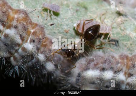 Harvester, Feniseca tarquinius, larva feeding on Woolly Maple Aphids ...