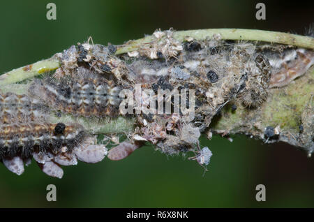 Harvester, Feniseca tarquinius, larva feeding on Woolly Maple Aphids ...