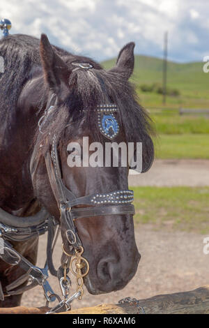 Beautiful working brown Percheron horses headshot in a ranch in summer ...