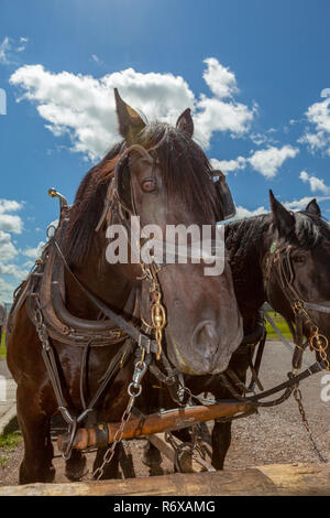 Beautiful working brown Percheron horses headshot in a ranch in summer ...