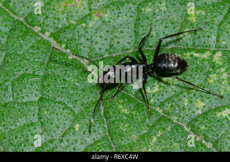 Eastern Black Carpenter Ant (Camponotus pennsylvanicus Stock Photo - Alamy
