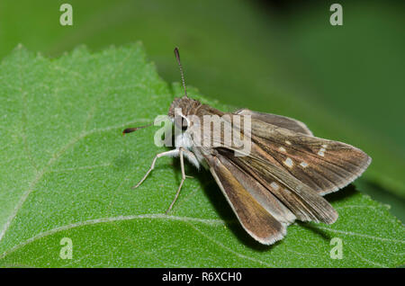 Eufala Skipper, Lerodea eufala Stock Photo - Alamy