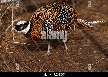 Partridge in the enclosure of the zoo Stock Photo - Alamy