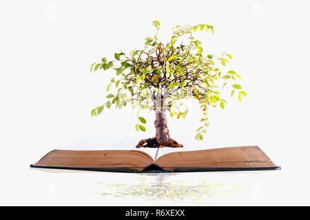 The concept of a book or a tree of knowledge with a tree growing from ...