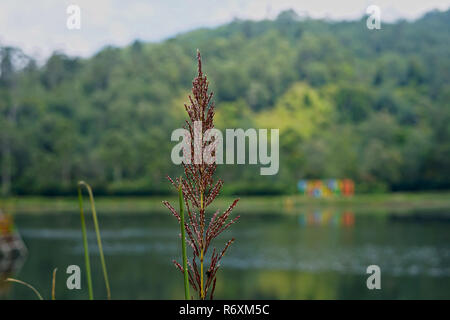 Situ Cisanti Lake, Citarum, Ciparay, Bandung, West Java, Indonesia ...