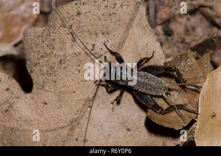 Field Cricket, Gryllus sp., female Stock Photo - Alamy