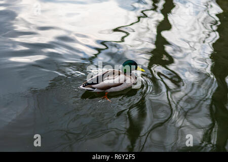 Drake floats on the mirror surface of the water Stock Photo - Alamy