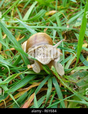 closeup of a small Roman snail on big stone Stock Photo - Alamy