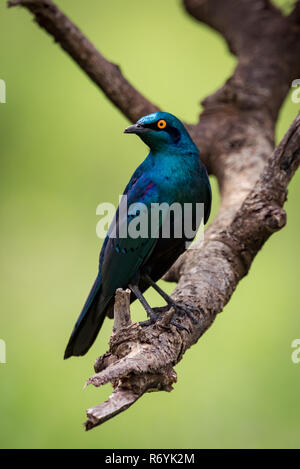 Greater blue-eared starling turning head on branch Stock Photo - Alamy