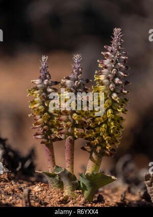 Flower of a Lachenalia in natural habitat near Malmesbury in the ...