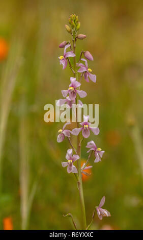Lady's Hand, Cyanella orchidiformis, in flower, Namaqualand, South ...
