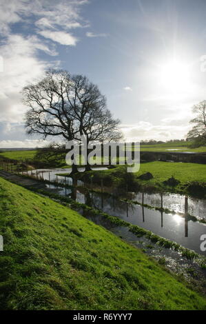 Silhouetted Winter Skeleton of an English Oak Tree (Quercus robur ...