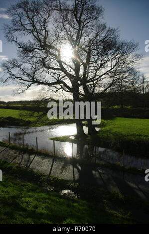 Silhouetted Winter Skeleton of an English Oak Tree (Quercus robur ...