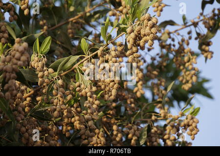 Button mangrove (Conocarpus erectus Stock Photo - Alamy