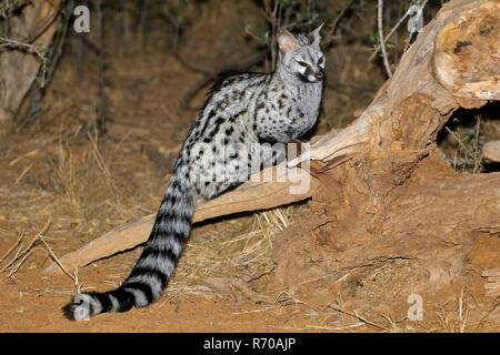 Genett Genets Genet Genetta habitat nature wildlife wild animal fur ...