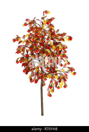 3D Rendering Rowan Tree on White Stock Photo - Alamy
