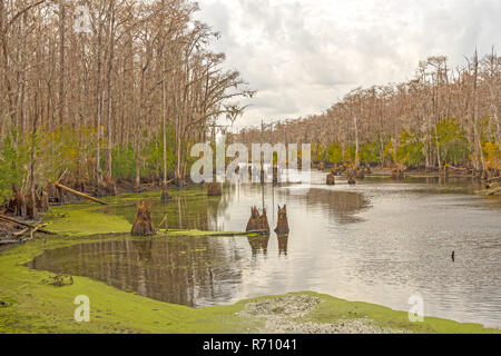 Coastal Bayou in Winter in the Santee Coastal Reserve in South Carolina ...