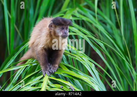 Brown Capuchin (Cebus apella) in tree drinking from Piassava Palm ...