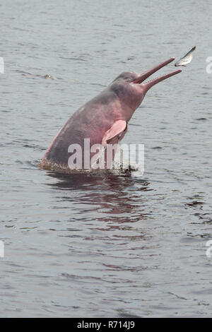 Hunting amazon dolphin (Inia geoffrensis) or pink Amazon dolphin, Rio ...