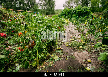 Consequences Of Hail In Vegetable Garden. Broken Vegetables Tomatoes ...