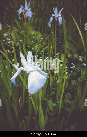 Iris flowers in Nikko botanical garden, Japan. Iris in Nikko botanical ...