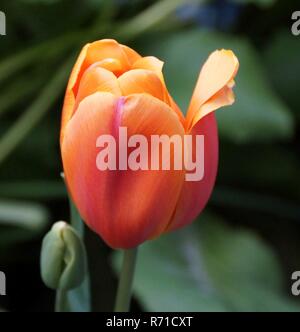 Black Magic Tulips Stock Photo - Alamy