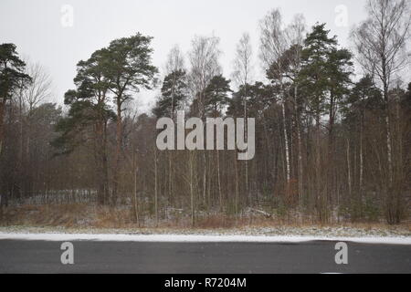 White Birch Treeline Stock Photo - Alamy