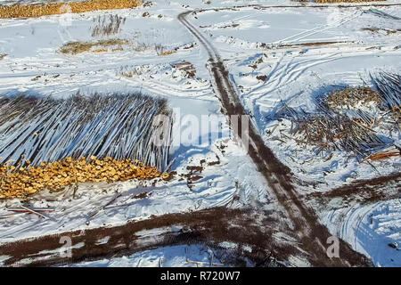 The felled trees lie under the open sky. Deforestation in Russia ...