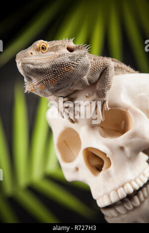 Human skull,Agama bearded, lizard background Stock Photo - Alamy