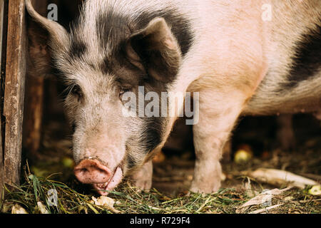 A fat pig in mud Stock Photo - Alamy