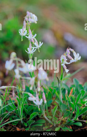 NOTTINGHAM CATCHFLY Silene nutans (Caryophyllaceae Stock Photo - Alamy