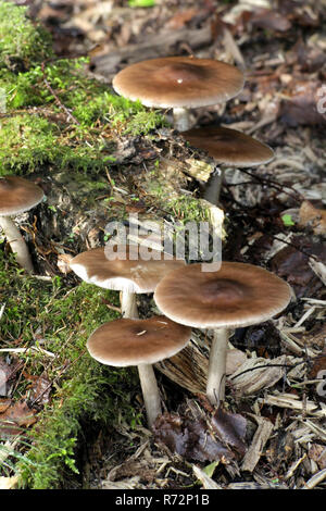 Deer Shield mushroom (Pluteus atricapillus, Pluteus cervinus) growing ...