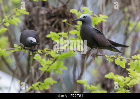 Lesser noddy (Anous tenuirostris), two noddies on a tree, Seychelles ...