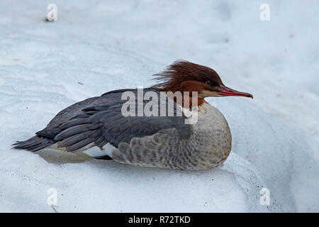 Goosander (Mergus merganser). Adult female Stock Photo - Alamy
