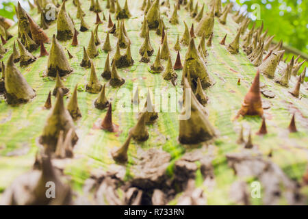 Close up shot an exotic Ravenna tree green trunk covered with brown ...