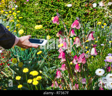 Pimelea physodes, Qualup Bell Stock Photo - Alamy