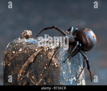 Australian poisonous redback spider Stock Photo - Alamy