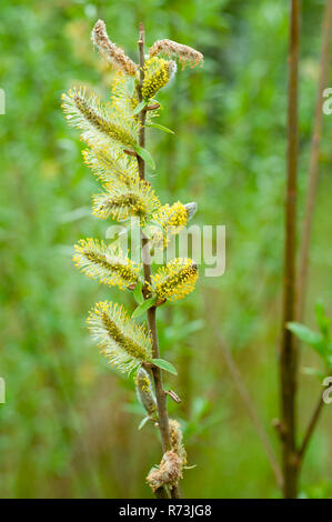 male inflorescence, willow, (Salix spec.), short rotation coppice ...