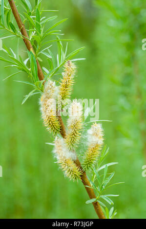 female inflorescence, willow, (Salix spec.), short rotation coppice ...