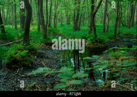 Common Alder Alnus glutinosa alder carr wet woodland habitat ice river ...