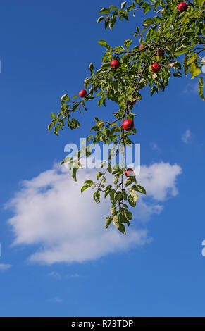 Bright green apples on blue background Stock Photo - Alamy