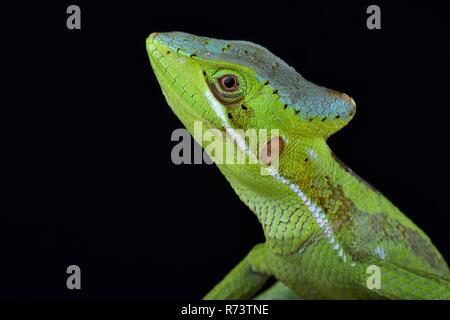 Laemanctus longipes, casquehead iguana, green conehead lizard sitting ...