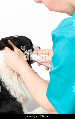 Vet checked ears of a dog Stock Photo - Alamy