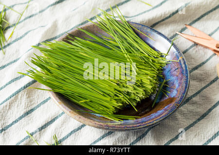 Raw Green Organic Wheat Grass for Smoothies Stock Photo - Alamy