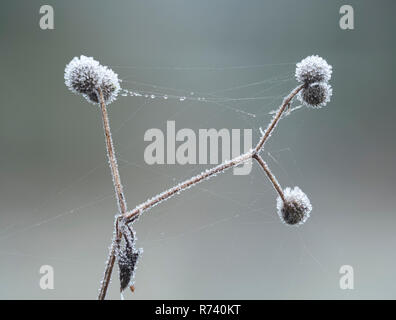 Cleavers Galium aparine seeds Stock Photo - Alamy