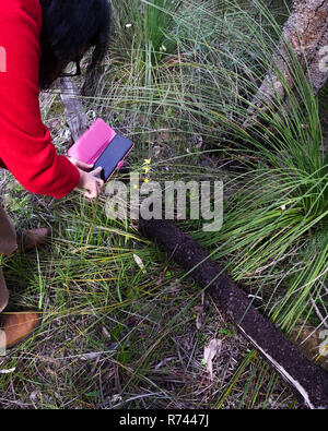 Red flower in spring morning Stock Photo - Alamy