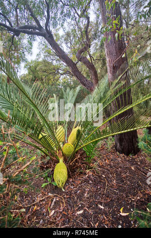 Macrozamia ridlei, Zamia palm, Australian native vegitation an bush ...