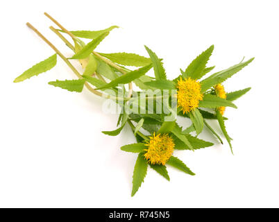 Rhodiola rosea (commonly golden root, rose root, roseroot) growing in ...