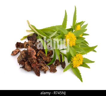 Rhodiola rosea (commonly golden root, rose root, roseroot) growing in ...