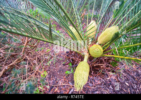 Macrozamia riedlei deserves the name macro - it is bigger than the ...